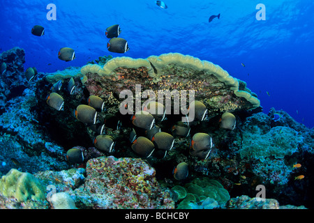 Redtail Butteflyfish over Reef Chaetodon collare Similan Islands ...