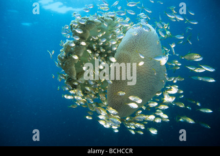 Juvenile Jack Mackarels convoy Huge Rhizostomae Jellyfish Crambione ...