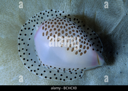 Spotted Cowrie Snail, Calpurnus verrucosus, Cabilao Island, Visayas ...