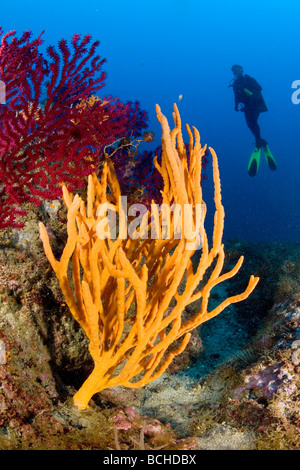 Yellow Sponge and Scuba Diver Axinella cannabina Vela Luka Korcula ...