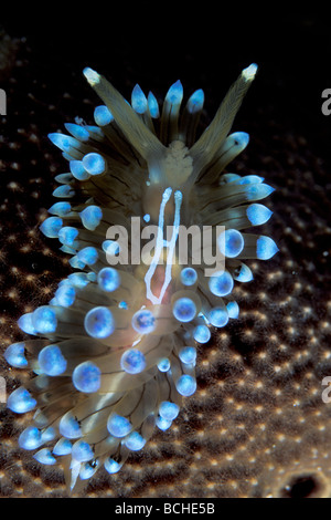 Janolus Sea Slug, Janolus cristatus, Korcula Island, Adriatic Sea ...