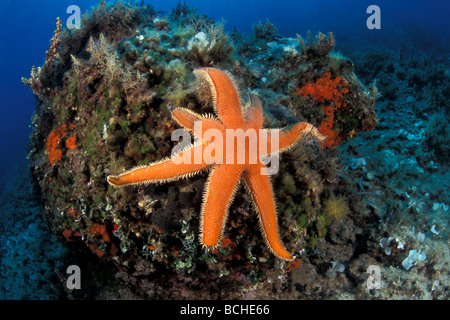 Seven-armed sea star (Luidia ciliaris) on a sandy bottom - Oleron ...