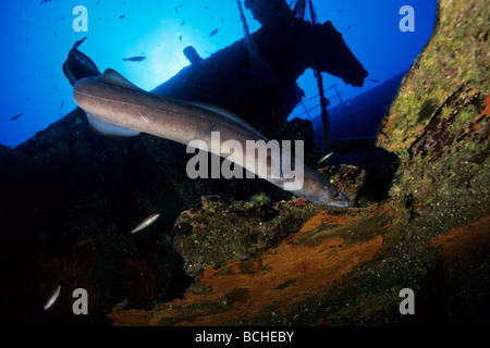 Conger eel, (Conger conger) on Teti wreck, built in 1883 as a steamship ...