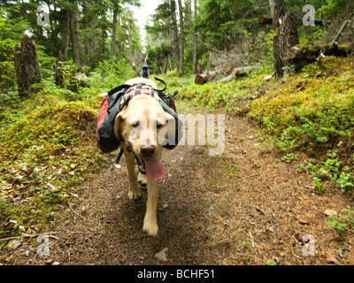 Yellow Lab hiking with people along Johnson Pass Trail on Kenai ...