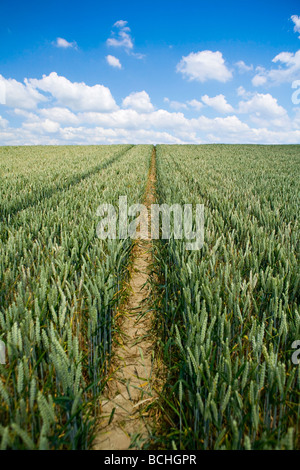 Path through Wheat field Stock Photo - Alamy