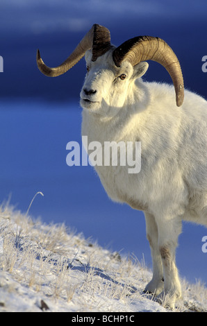 Dall sheep on a mountain slope Stock Photo - Alamy