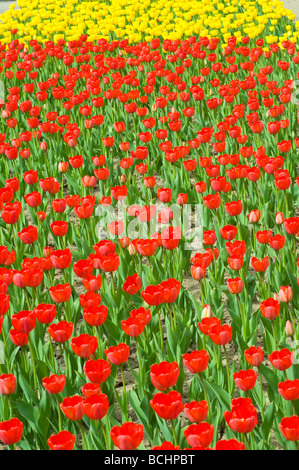 Beautiful tulips flower for postcard beauty concept design Stock Photo ...