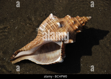 Trapezium Horse Conch / Striped Fox Conch seashell (Pleuroploca ...
