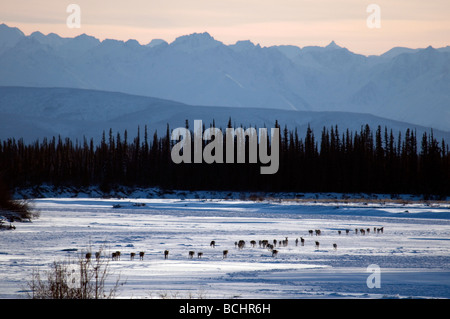 Nelchina Caribou herd mountain crossing in Alaska Range Stock Photo - Alamy