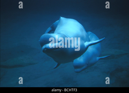 Beluga Whales Swimming Underwater/nTacoma's Point Defiance Zoo Stock ...