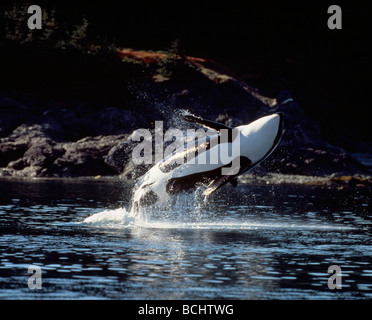 Orca (Orcinus orca) breaching, southeast Alaska Stock Photo - Alamy