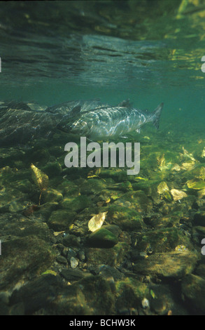 Coho / Silver Salmon Buskin River Southwest Alaska underwater view ...