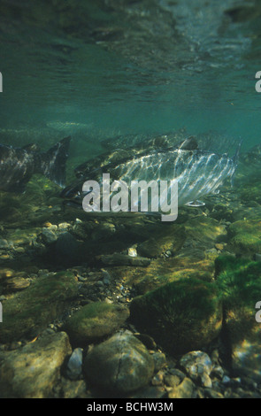 Coho / Silver Salmon Buskin River Southwest Alaska underwater view ...