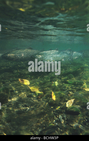 Coho / Silver Salmon Buskin River Southwest Alaska underwater view ...