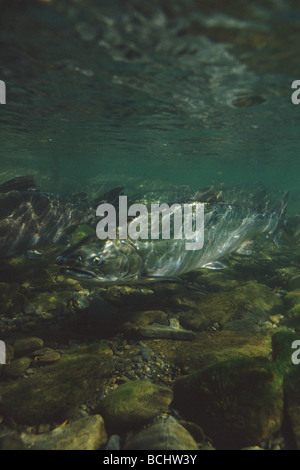 Coho / Silver Salmon Buskin River Southwest Alaska underwater view ...