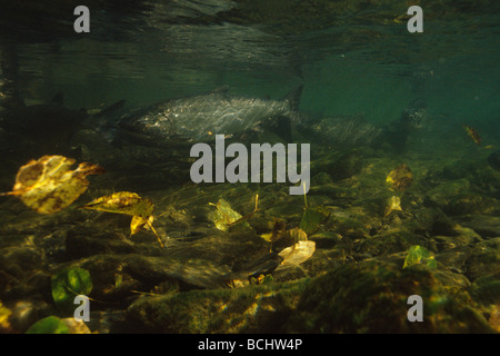 Coho / Silver Salmon Buskin River Southwest Alaska underwater view ...