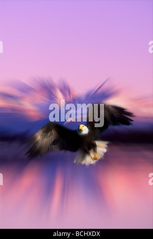 Digital composite American bald eagle and flag is underlaid with the ...