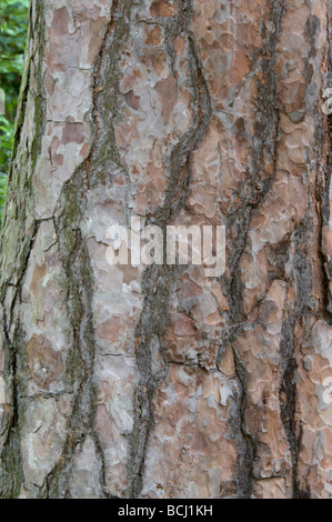pines (Pinus) Plantae Stock Photo - Alamy
