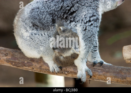 Koala with baby called a Joey Stock Photo - Alamy