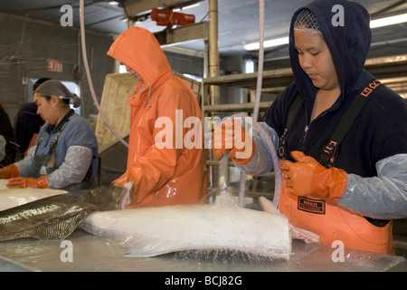 Aleut AK Natives Process Halibut @ Atka Pride Seafoods Atka AK SW Stock ...