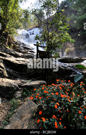 Impatiens sp Impatiens sp Stock Photo - Alamy
