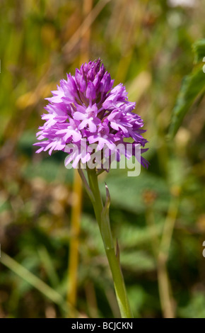 Close up of a pyramid orchid (anacamptis pyramidalis) flower in bloom ...