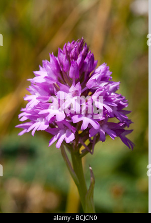 Close up of a pyramid orchid (anacamptis pyramidalis) flower in bloom ...