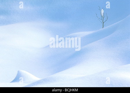 Snow Drifts & Small Solitary Tree Winter Landscape SC AK Stock Photo ...
