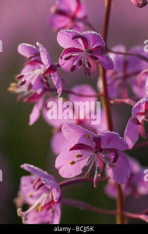Close Up of Fireweed Blooms SE Alaska Summer Digital Stock Photo - Alamy