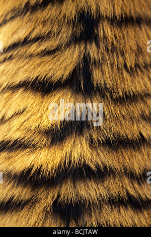 The tiger's fur Stock Photo - Alamy