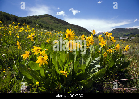 Mule s Ears Asteraceae Sunflower Family grow along the Woods Walk Stock ...
