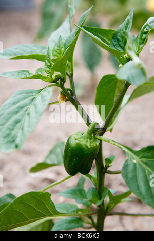 Pepper plants with flower buds and young green peppers Stock Photo - Alamy