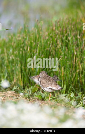 Red Shank Tringa toanus Scolopacidae Stock Photo - Alamy