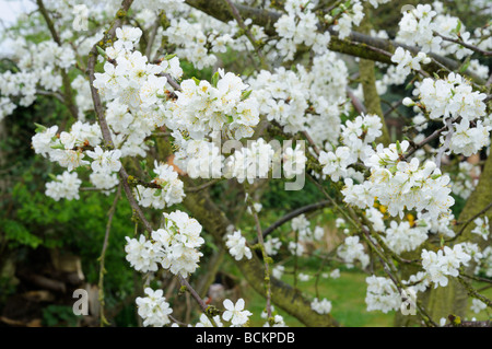 Victoria plum blossom Stock Photo - Alamy