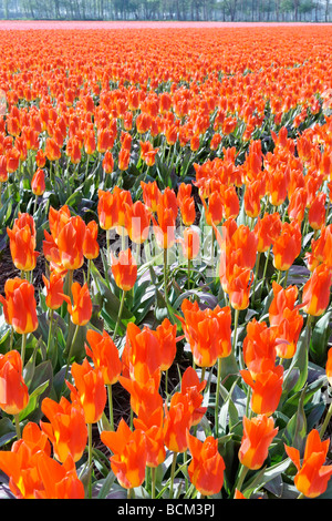 Orange color tulip flowers bloom in the garden Stock Photo - Alamy
