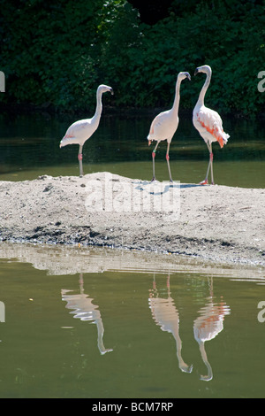 Flamingos, Bronx Zoo, The Bronx, New York City, USA Stock Photo ...