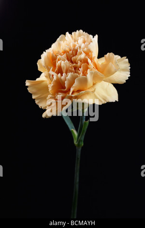 Orange Carnation (Dianthus Stock Photo - Alamy