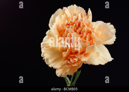 Single orange Carnation (Dianthus) flower Stock Photo - Alamy