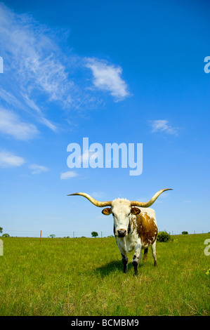Longhorn Portrait in Beautiful Texas Pasture Stock Photo - Alamy