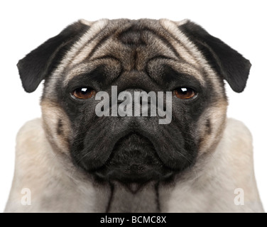 Studio shot of purebred dog, pug, posing, drinking water isolated over ...