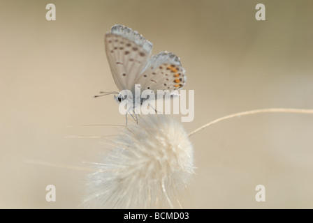 Eastern Baton Blue (Pseudophilotes vicrama) resting. Photographed in ...