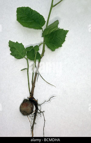 Young hazel tree branch sprout with new growing leaves in spring forest ...