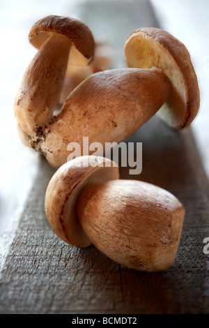 Fresh woodland Ceps - wild mushrooms Stock Photo - Alamy