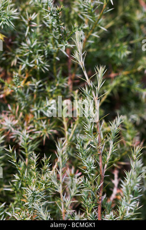 Juniperus virginiana (Eastern red cedar, red cedar, eastern Juniper ...