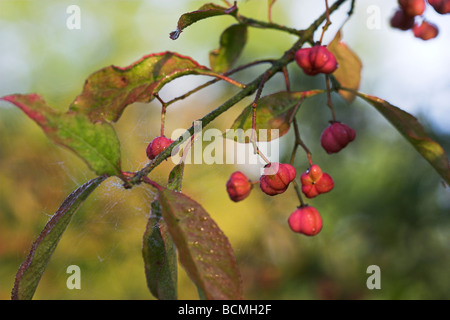 Spindle Tree Fruit - Euonymus europaeus Stock Photo - Alamy