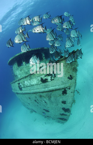 Spadefish on Wreck Stock Photo - Alamy