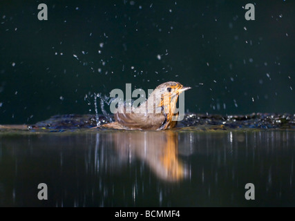 Robin (Erithacus rubecula) at bird bath, Sussex, England, UK. April ...
