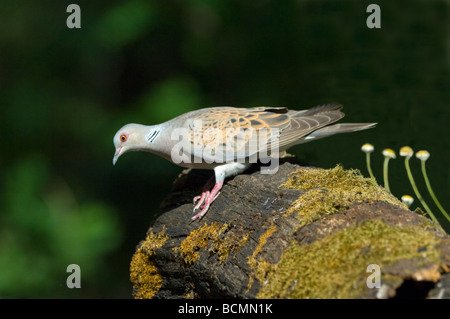 European Turtle Dove (Streptopelia tutur) Tourterelle des bois Stock ...