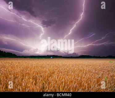 Agriculture, thunderstorm sky with lightning over wheat field with ...