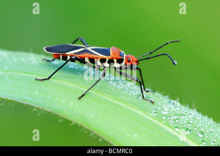 colorful stink bug in the parks Stock Photo - Alamy